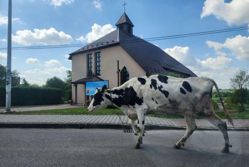 Krowa na gigancie. Zwierzę zablokowało ruch w Przybradzu | Wadowice24.pl