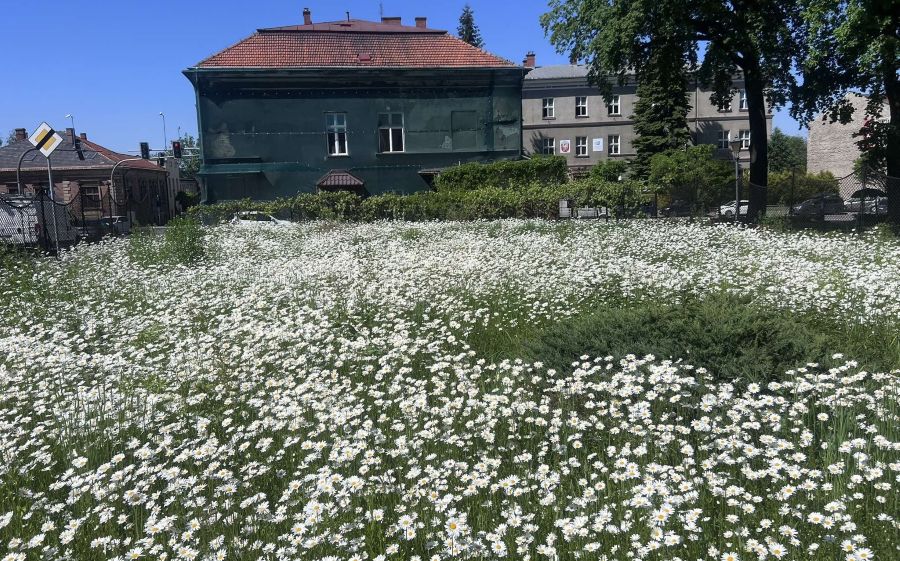Kokoszki pod sądem. To nie samosiejka, wadowicka łąka kwietna została ...