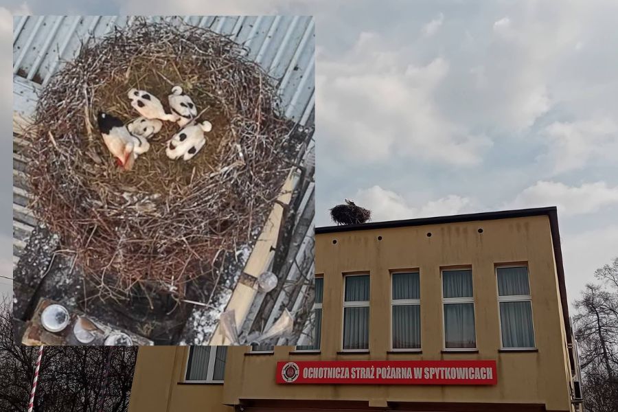 Spytkowicki celebryta Wojtek doczekał się czwórki potomstwa | Wadowice24.pl